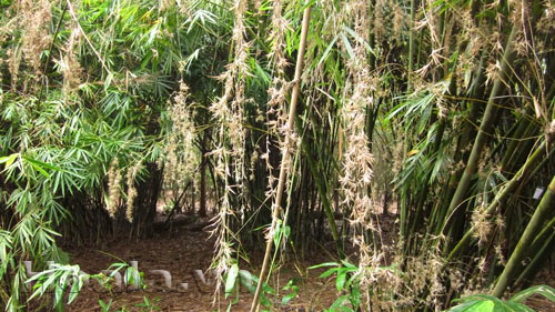 Sự thật về loài hoa 100 năm mới nở - Nosomovo